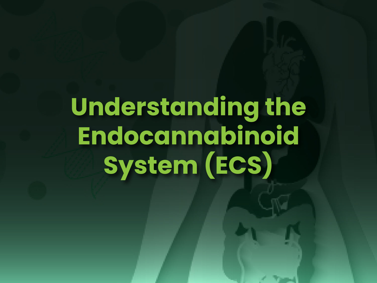 The Endocannabinoid System: A Detailed Guide – Planted